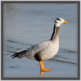 TAVOLA TASSONOMICA UCCELLI.Casalinimaker.it - MASSIMO CASALINI wildlife ...