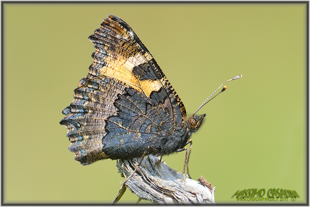 FARFALLE.Casalinimaker.it - MASSIMO CASALINI wildlife nature photographs