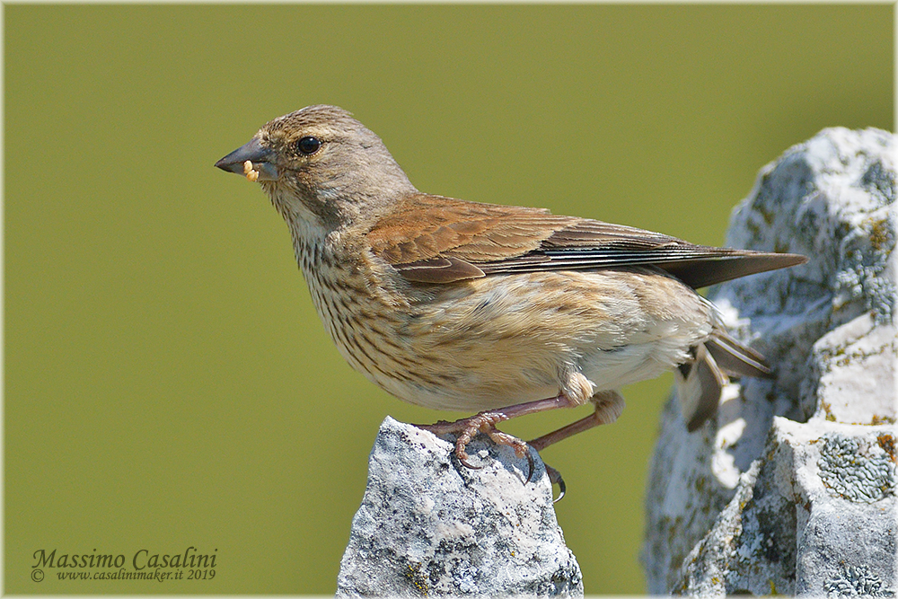 Fanello.Casalinimaker.it - MASSIMO CASALINI wildlife nature photographs